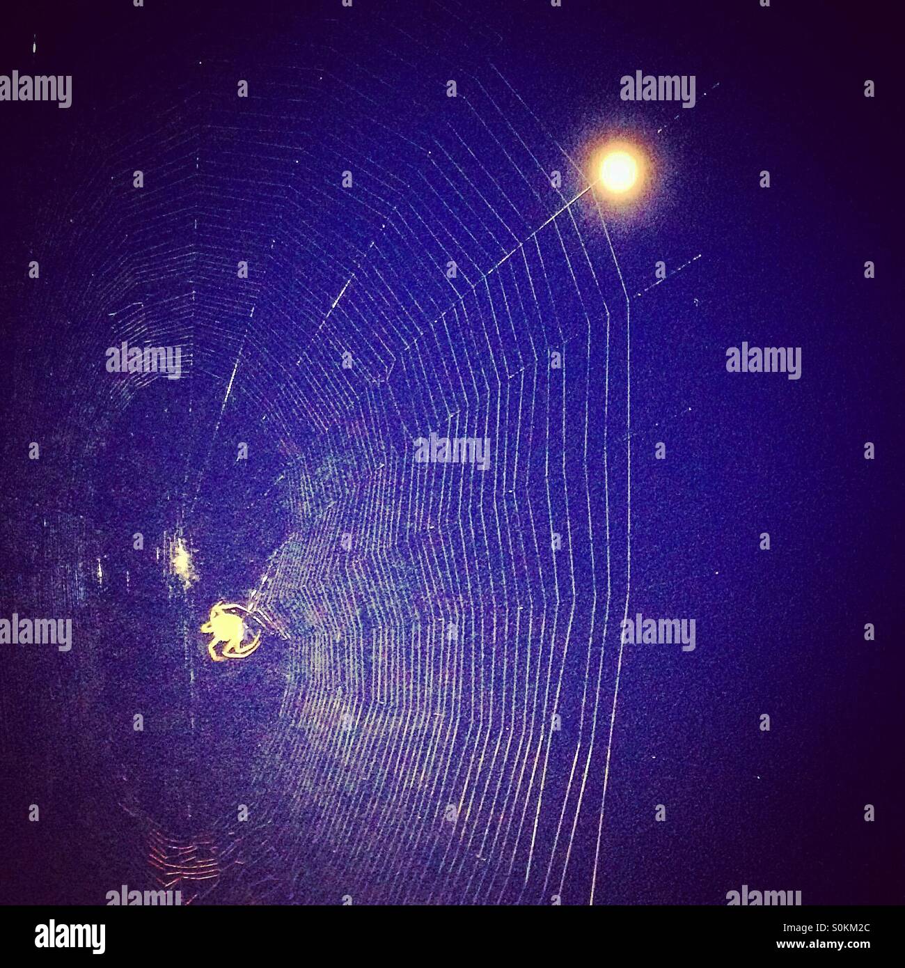 Harvest spider hi-res stock photography and images - Alamy