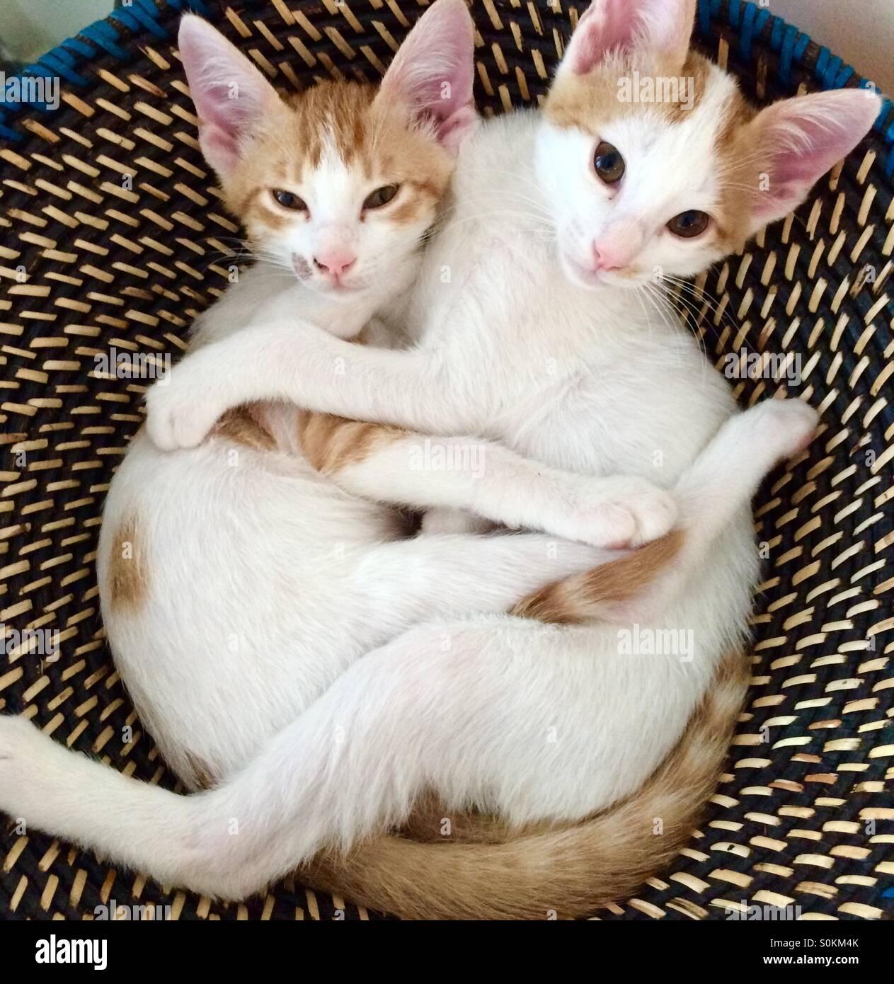 Brotherly Love Stock Photos & Brotherly Love Stock Images - Alamy