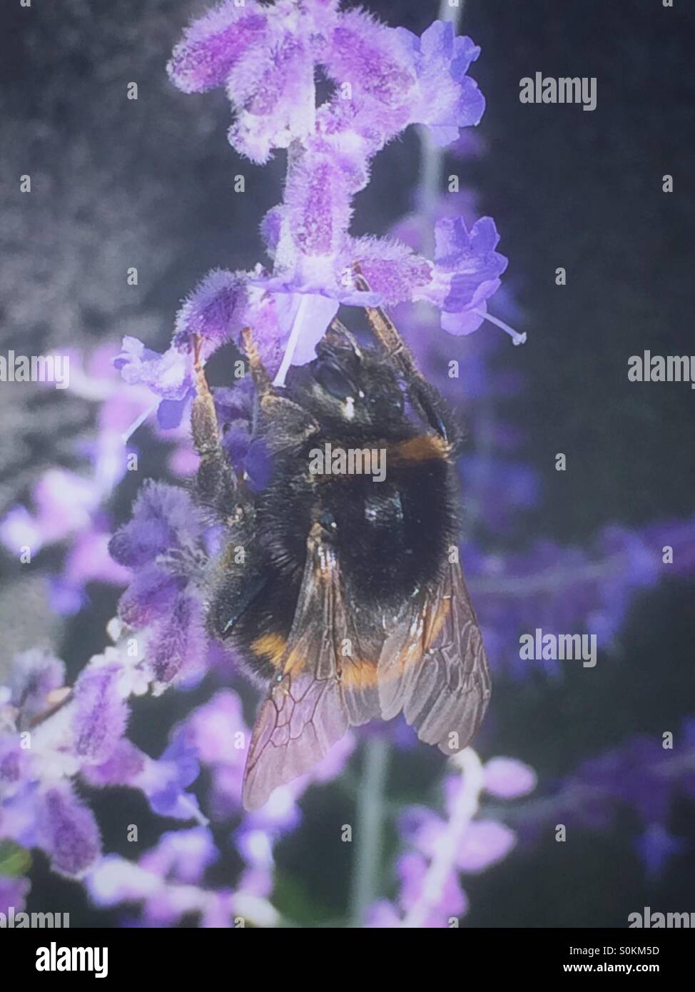 Large garden bumblebee hi-res stock photography and images - Alamy
