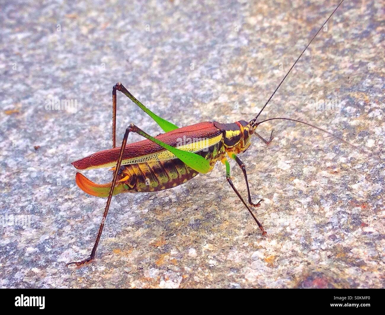 Grasshopper Legs High Resolution Stock Photography and Images - Alamy