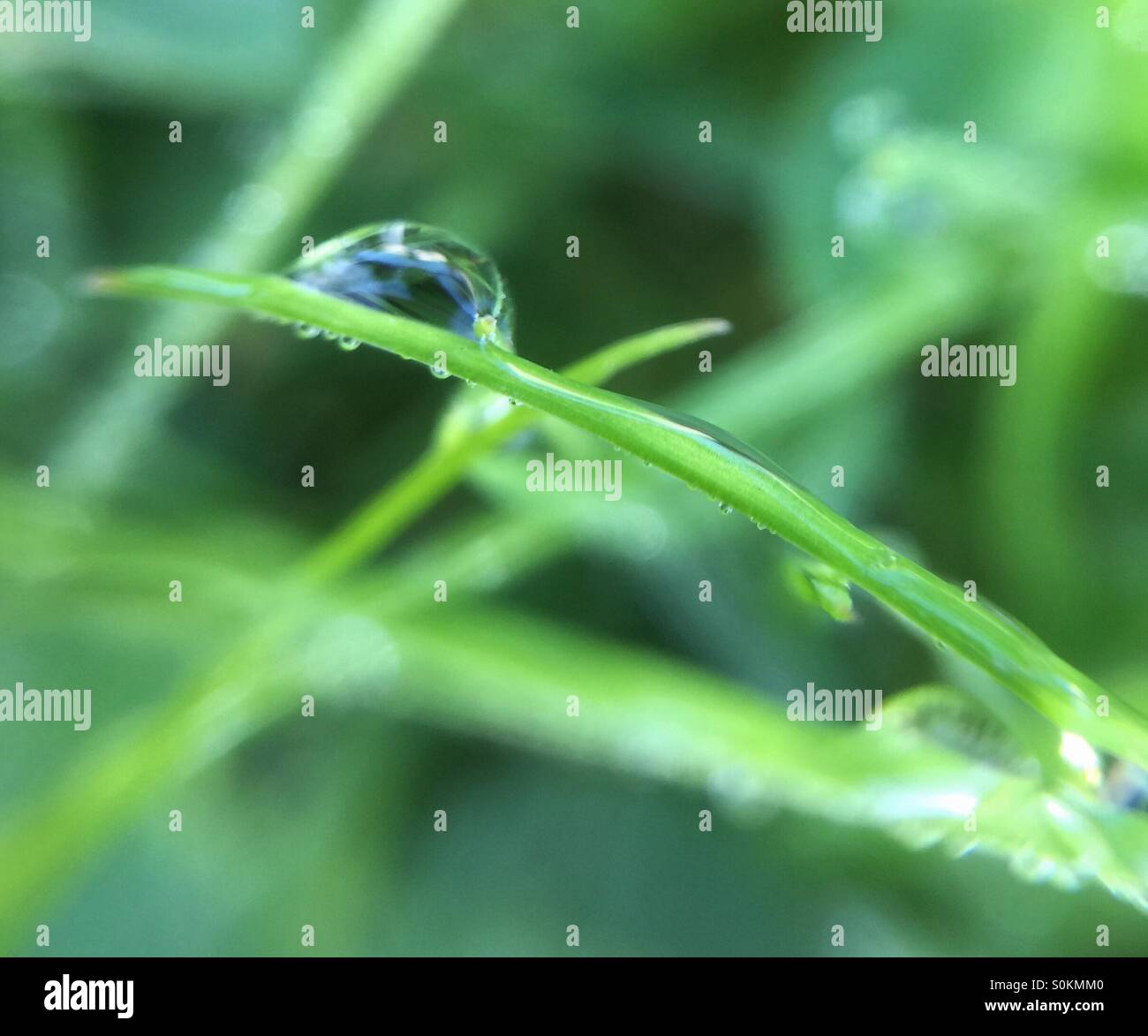 Drop on grass hi-res stock photography and images - Alamy