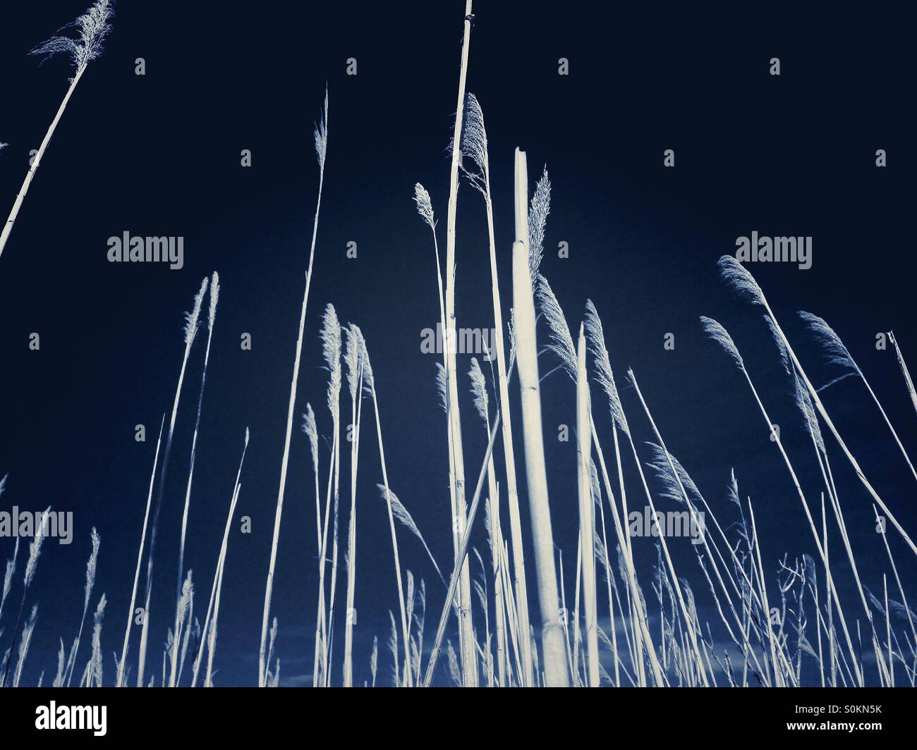 Tall reeds and grass hi-res stock photography and images - Alamy