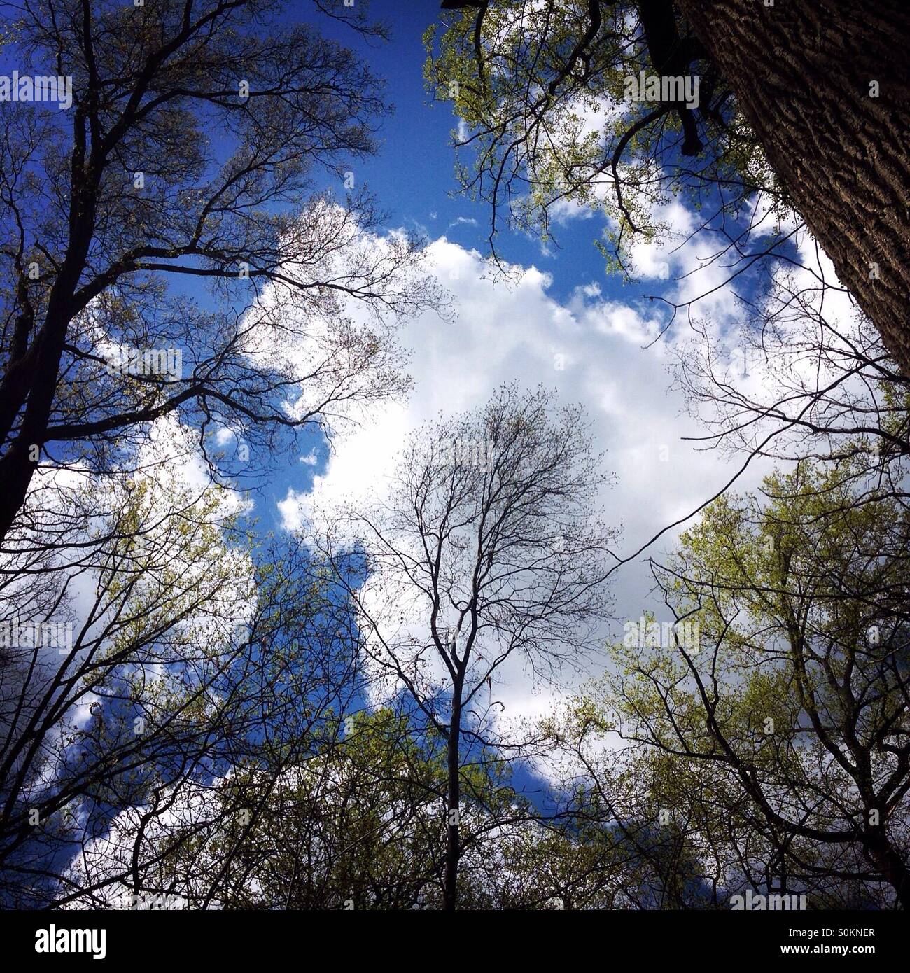 Budding trees hi-res stock photography and images - Alamy