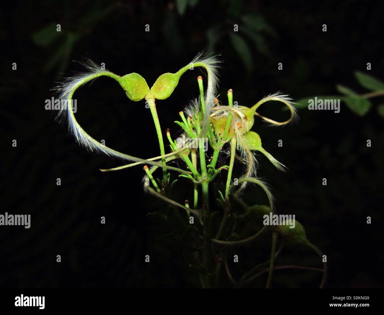 Flight seeds hi-res stock photography and images - Alamy