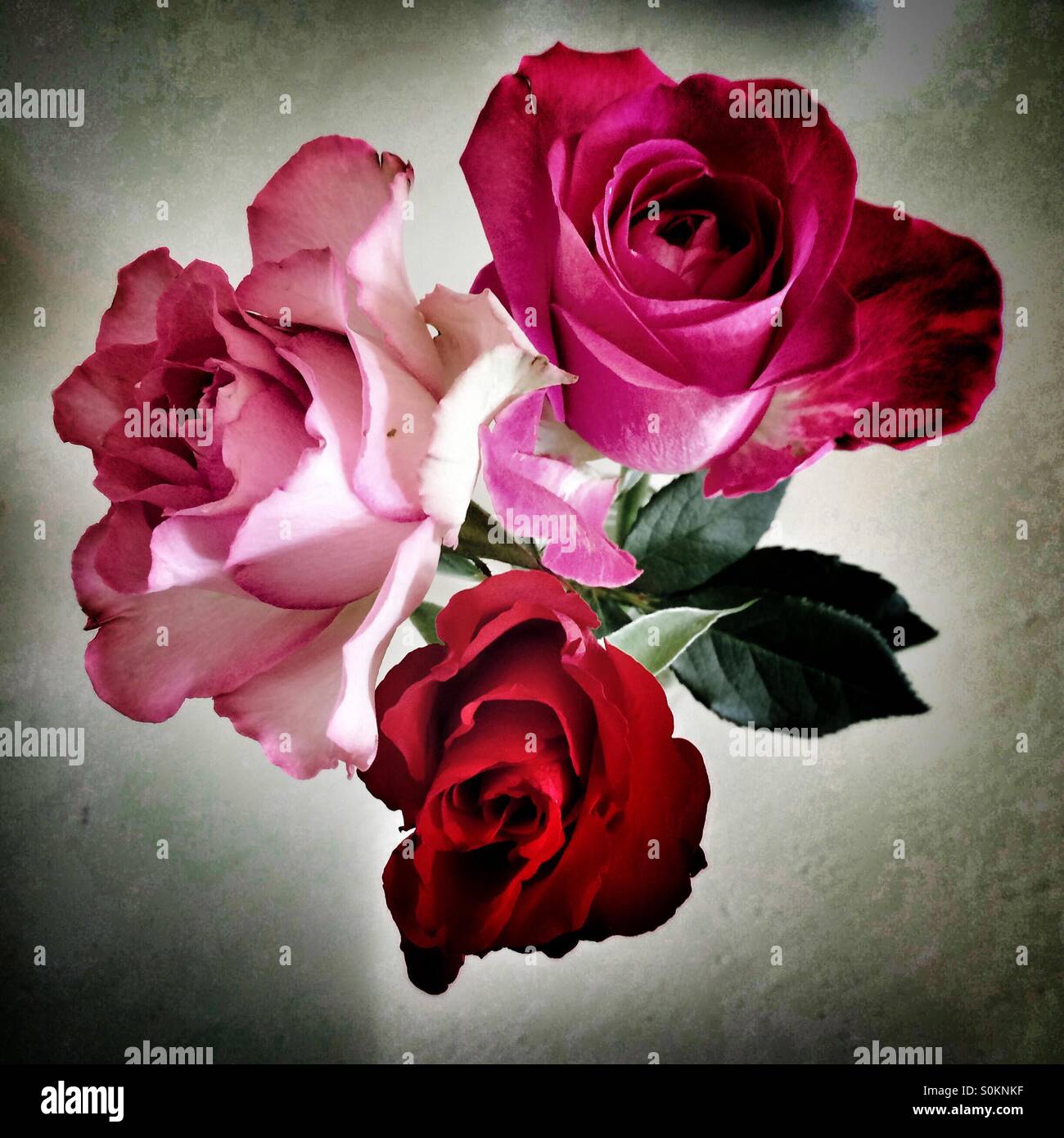 Rose vignette hi-res stock photography and images - Alamy