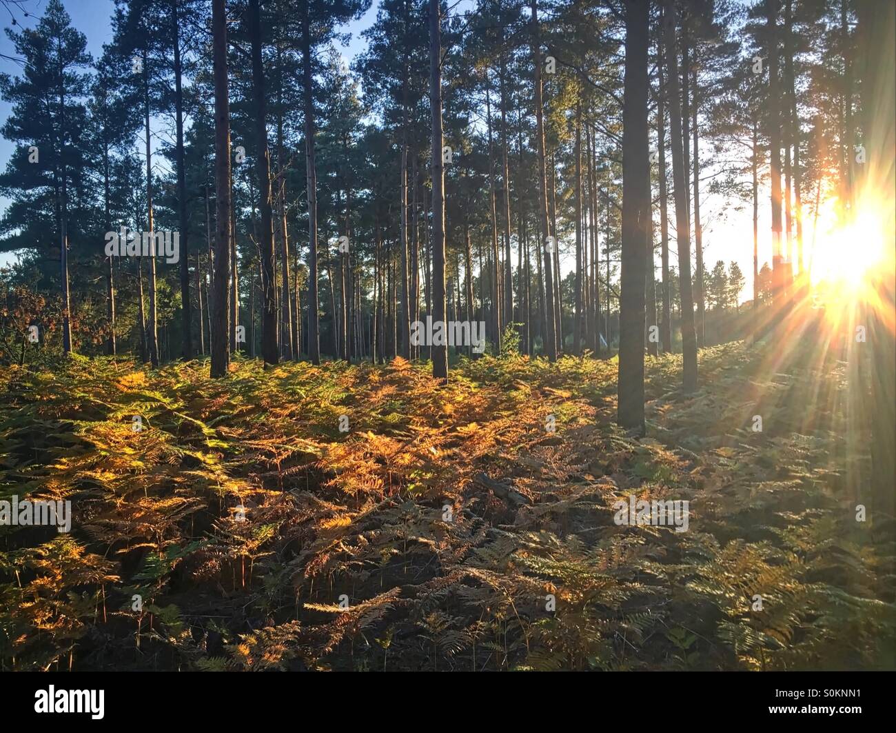 Forest at dusk Stock Photo - Alamy