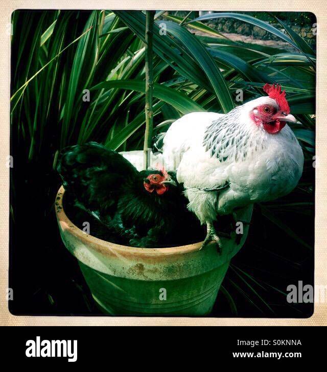 Bantams hi-res stock photography and images - Alamy