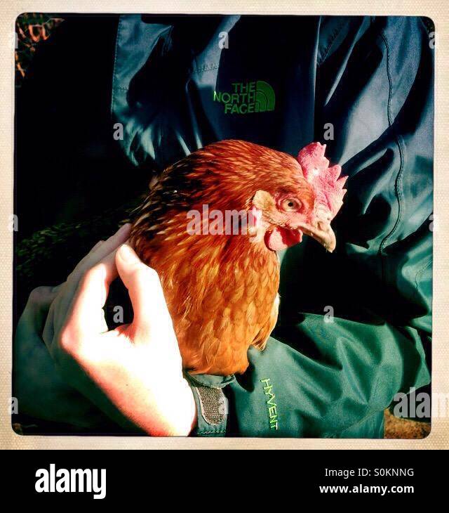 Red hen hi-res stock photography and images - Alamy