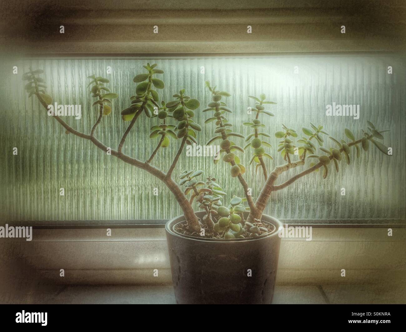 Plant on a window sill Stock Photo - Alamy