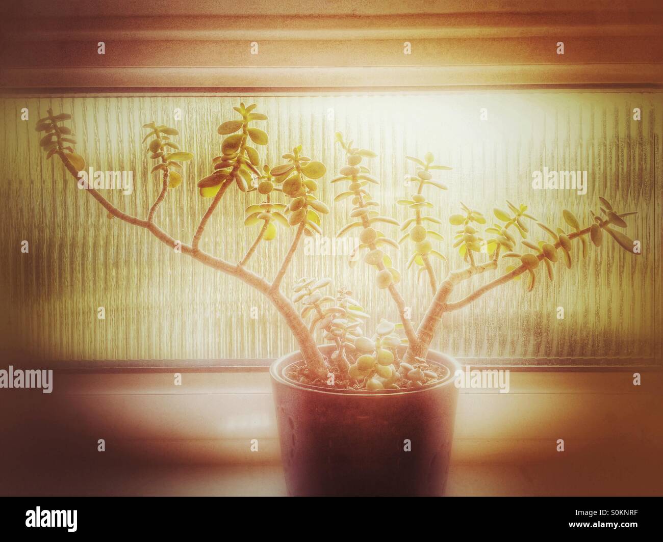 Money tree plant hi-res stock photography and images - Alamy