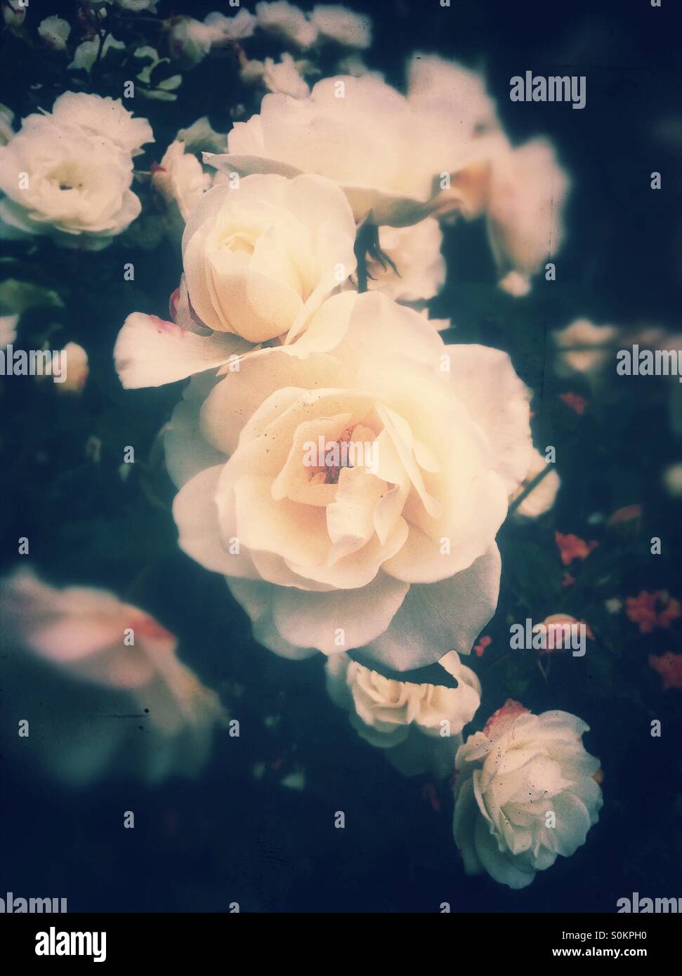 White English Rose High Resolution Stock Photography and Images - Alamy