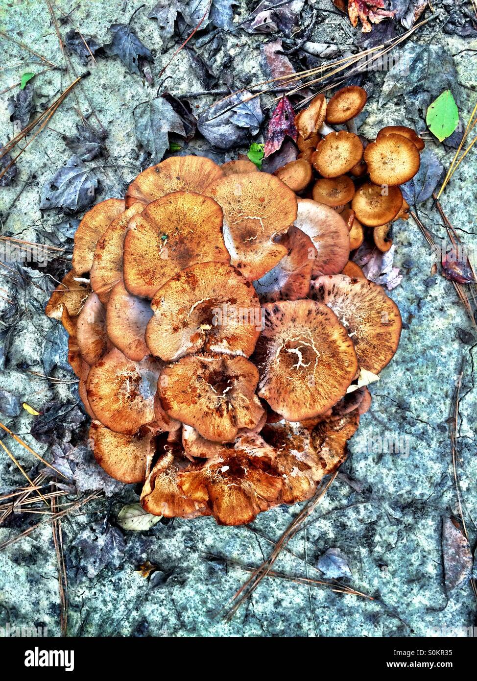 Growing Mushrooms High Resolution Stock Photography and Images - Alamy