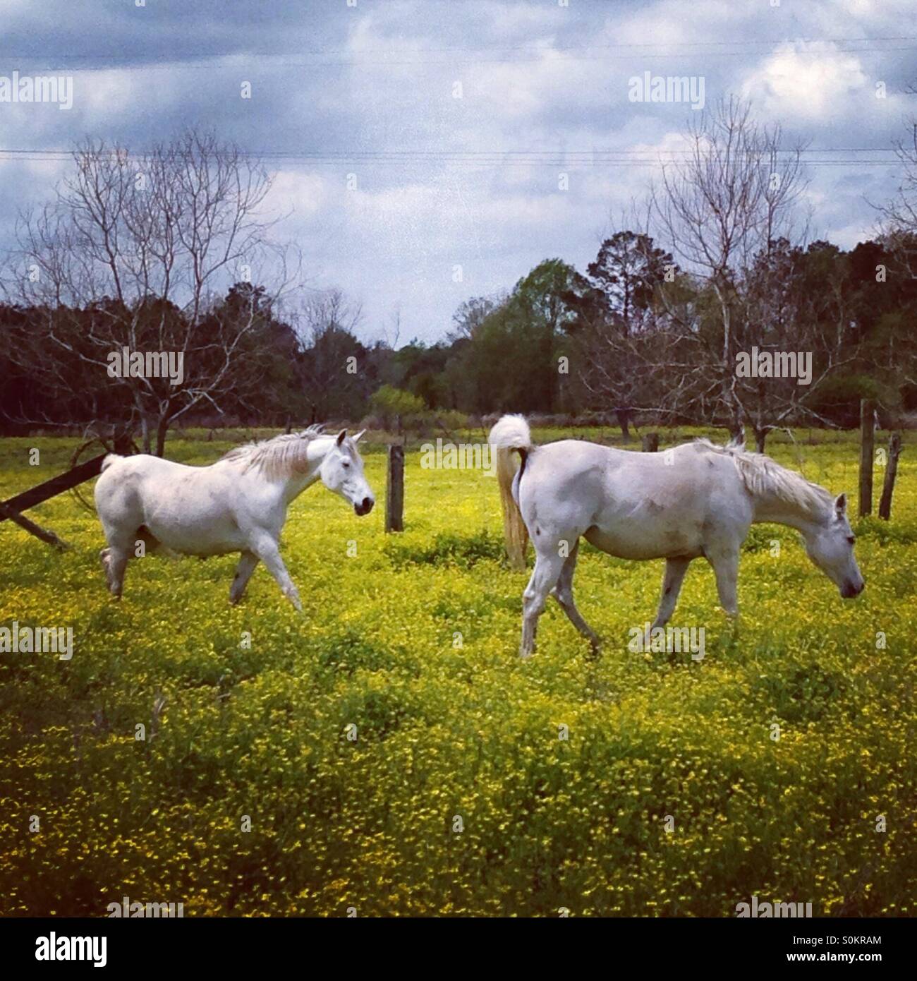 Arabian flowers hi-res stock photography and images - Alamy