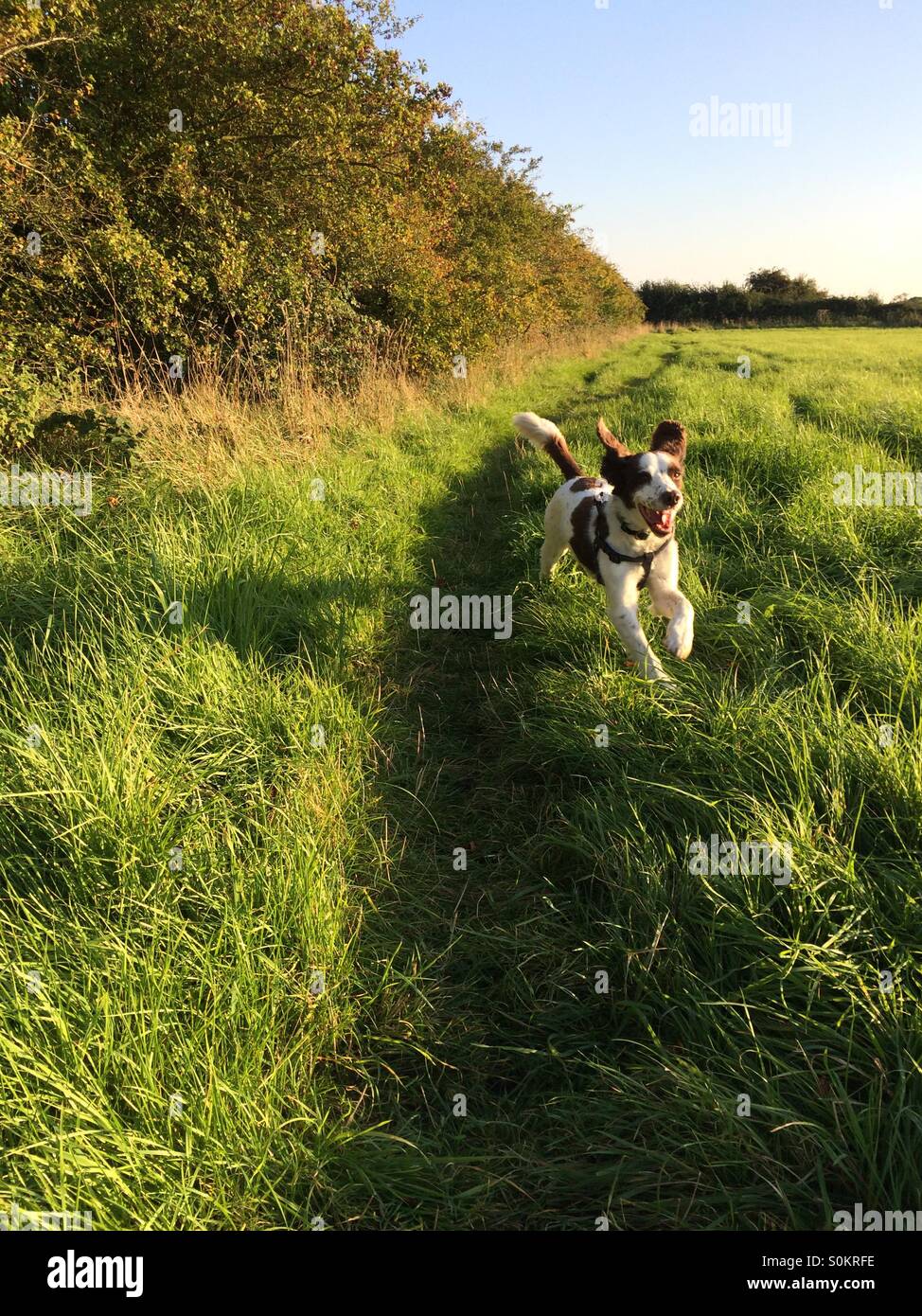 Dog High Resolution Stock Photography and Images - Alamy