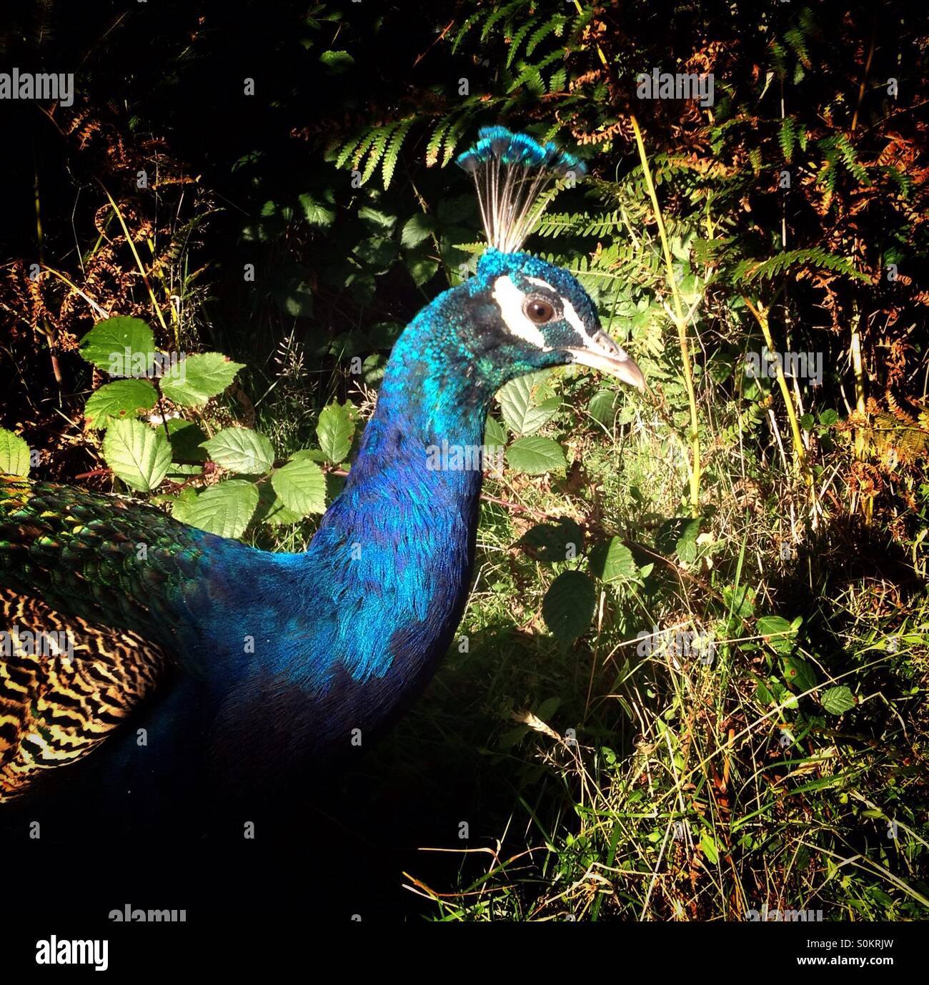 Peacock portrait hi-res stock photography and images - Alamy