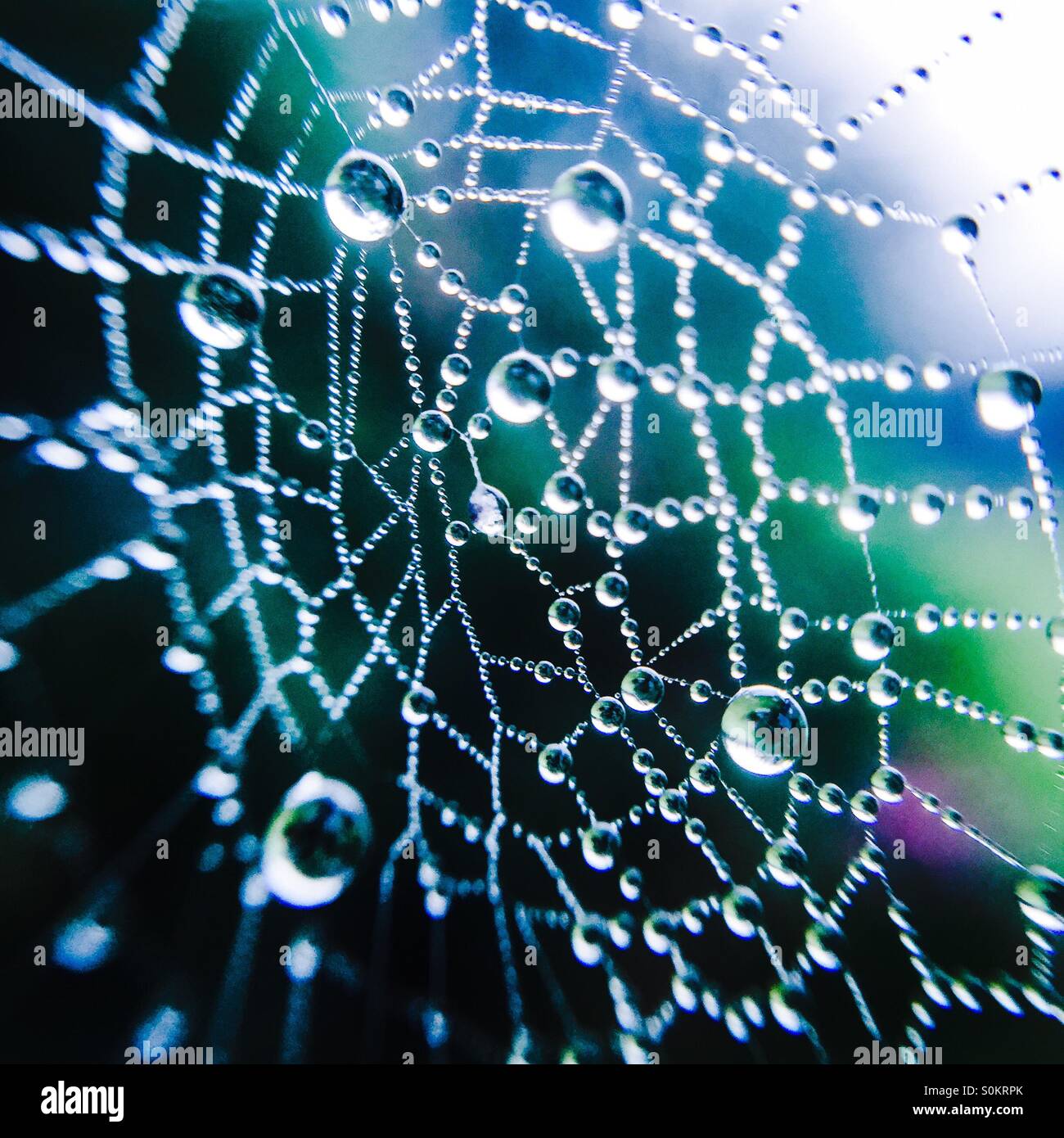 Covered with the web hi-res stock photography and images - Alamy