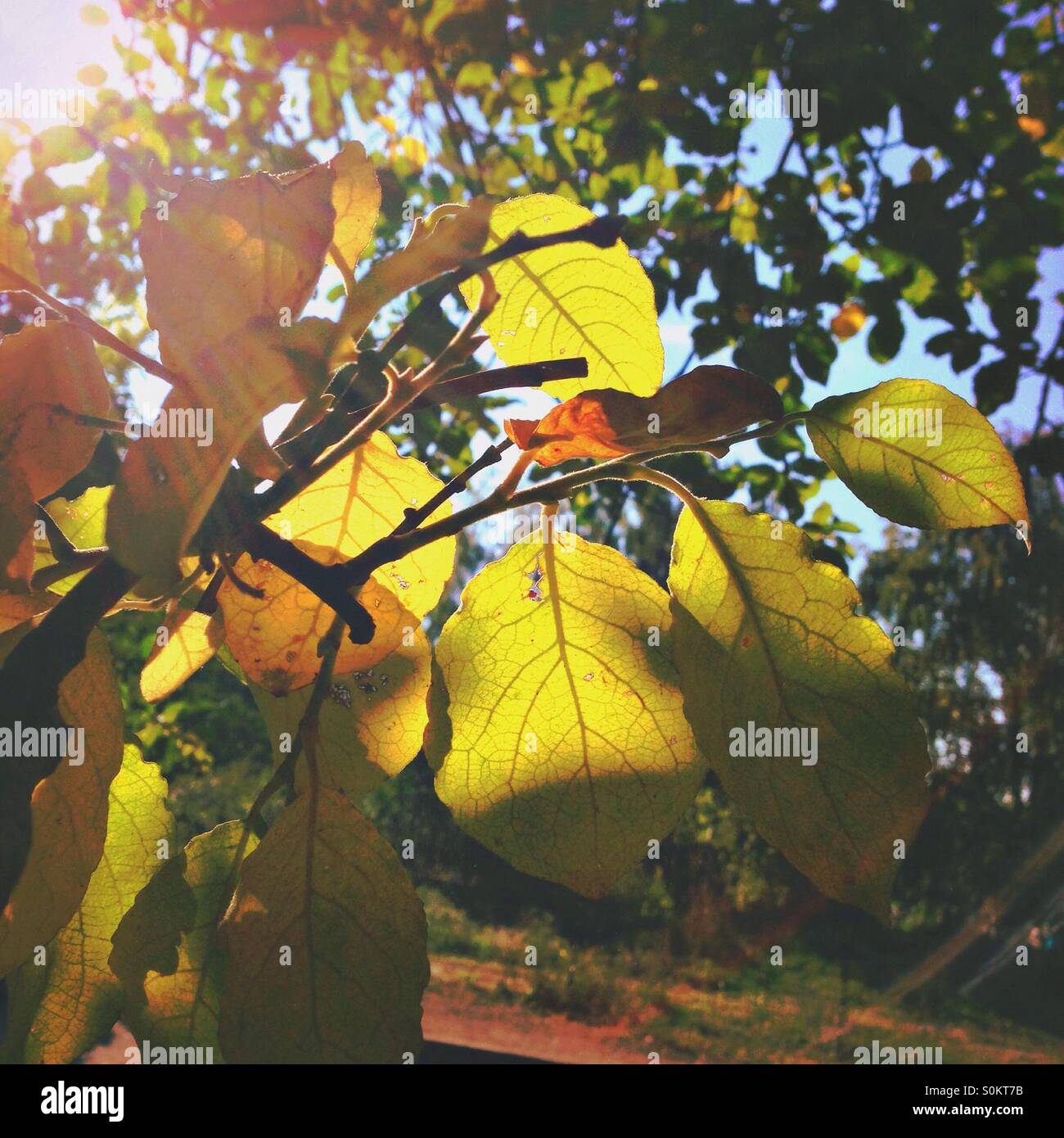Fall flare hi-res stock photography and images - Alamy