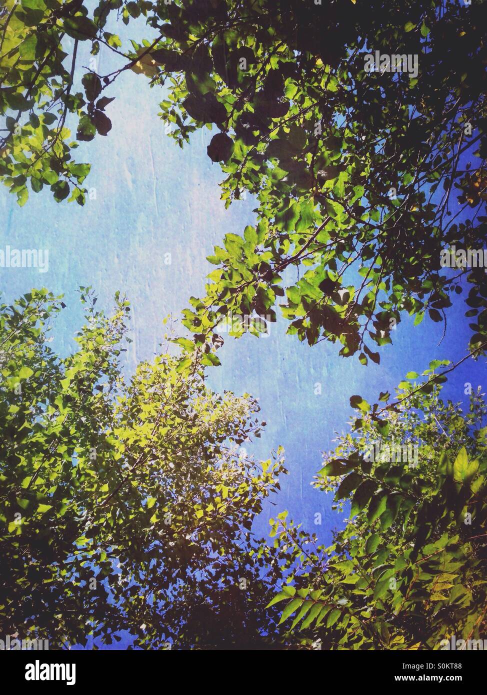 Leafs foliage hi-res stock photography and images - Alamy