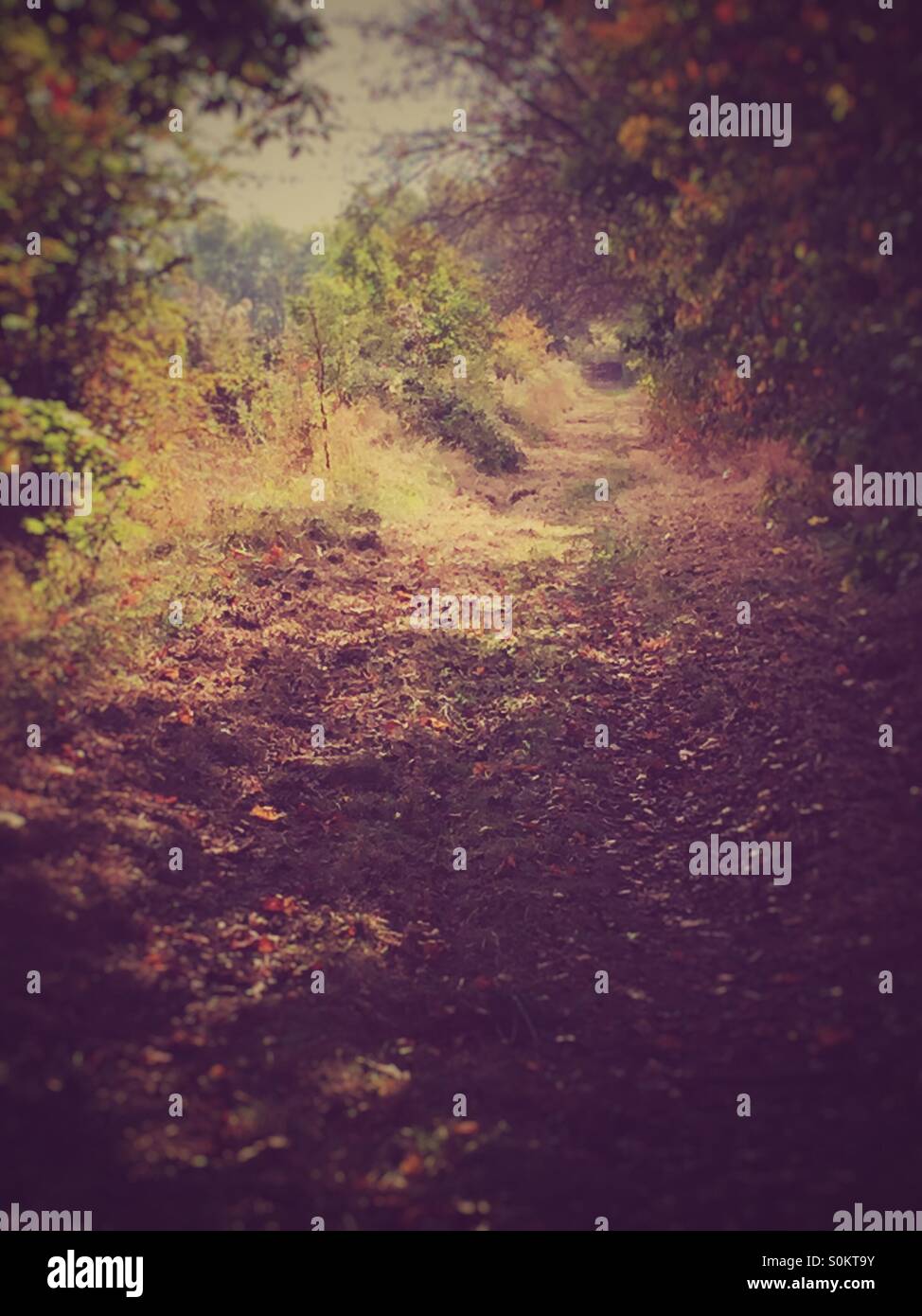 Autumn path vignette hi-res stock photography and images - Alamy