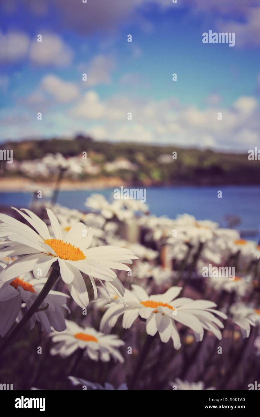 Seaside Daisy High Resolution Stock Photography and Images - Alamy
