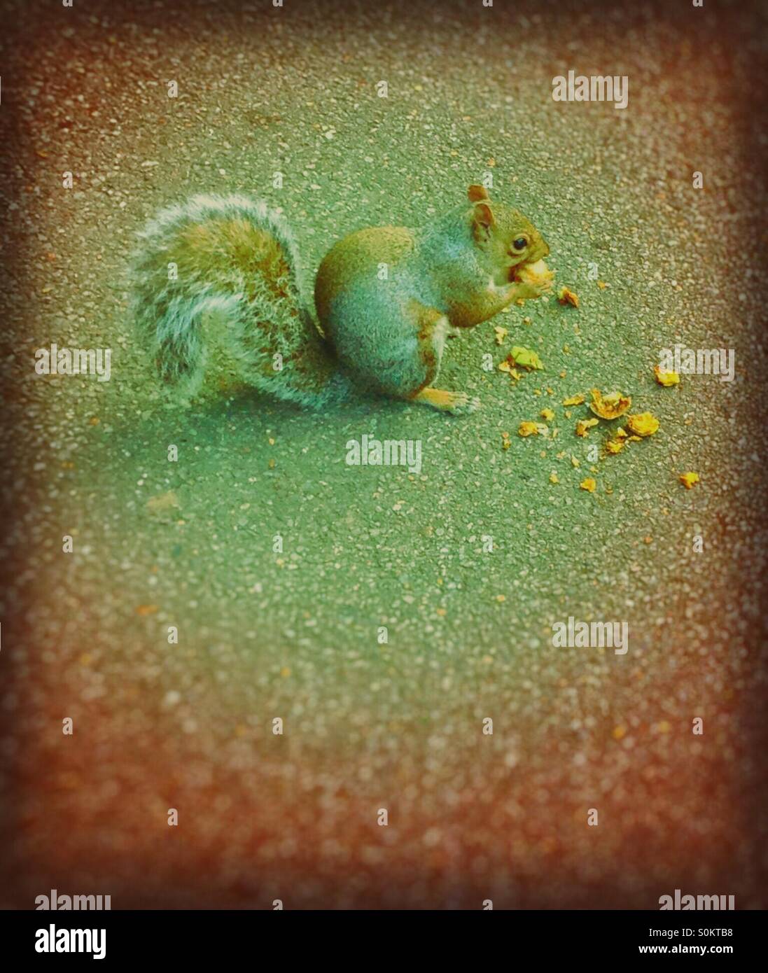 Grey squirrel eating horse chestnut hi-res stock photography and images ...