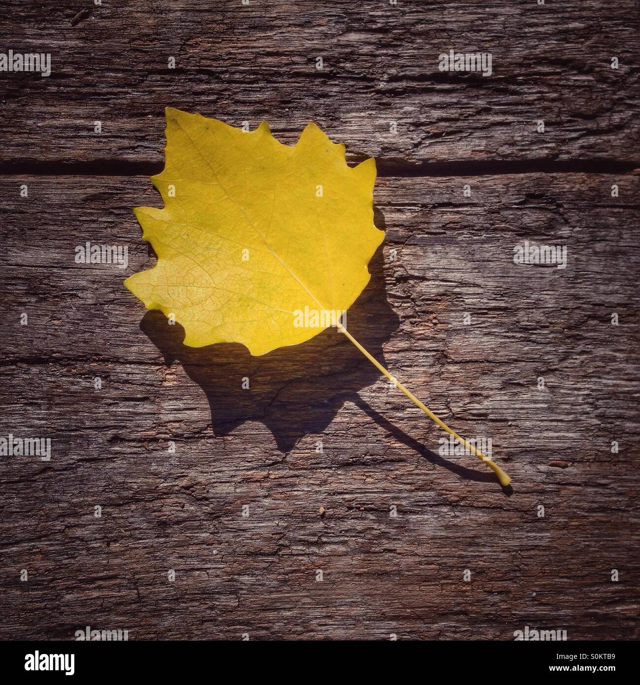 Fall yellow plane tree hi-res stock photography and images - Alamy