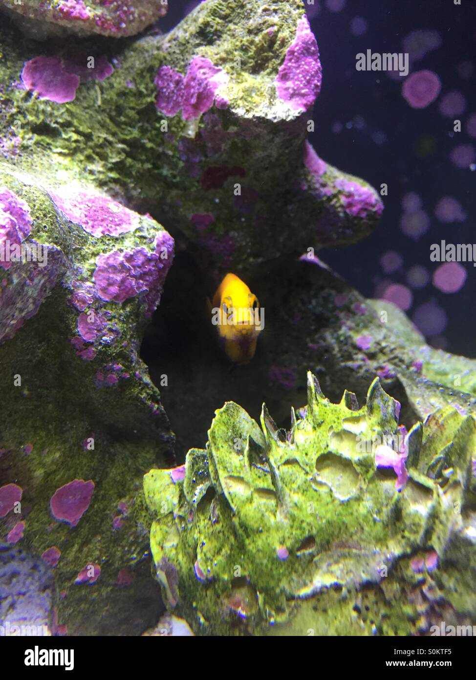 Yellow angel fish hi-res stock photography and images - Alamy