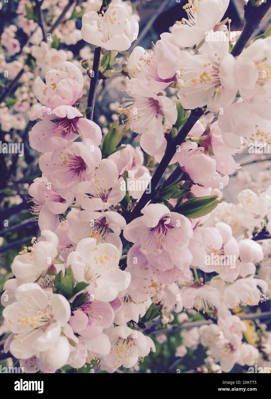 Pretty spring flowers hi-res stock photography and images - Alamy