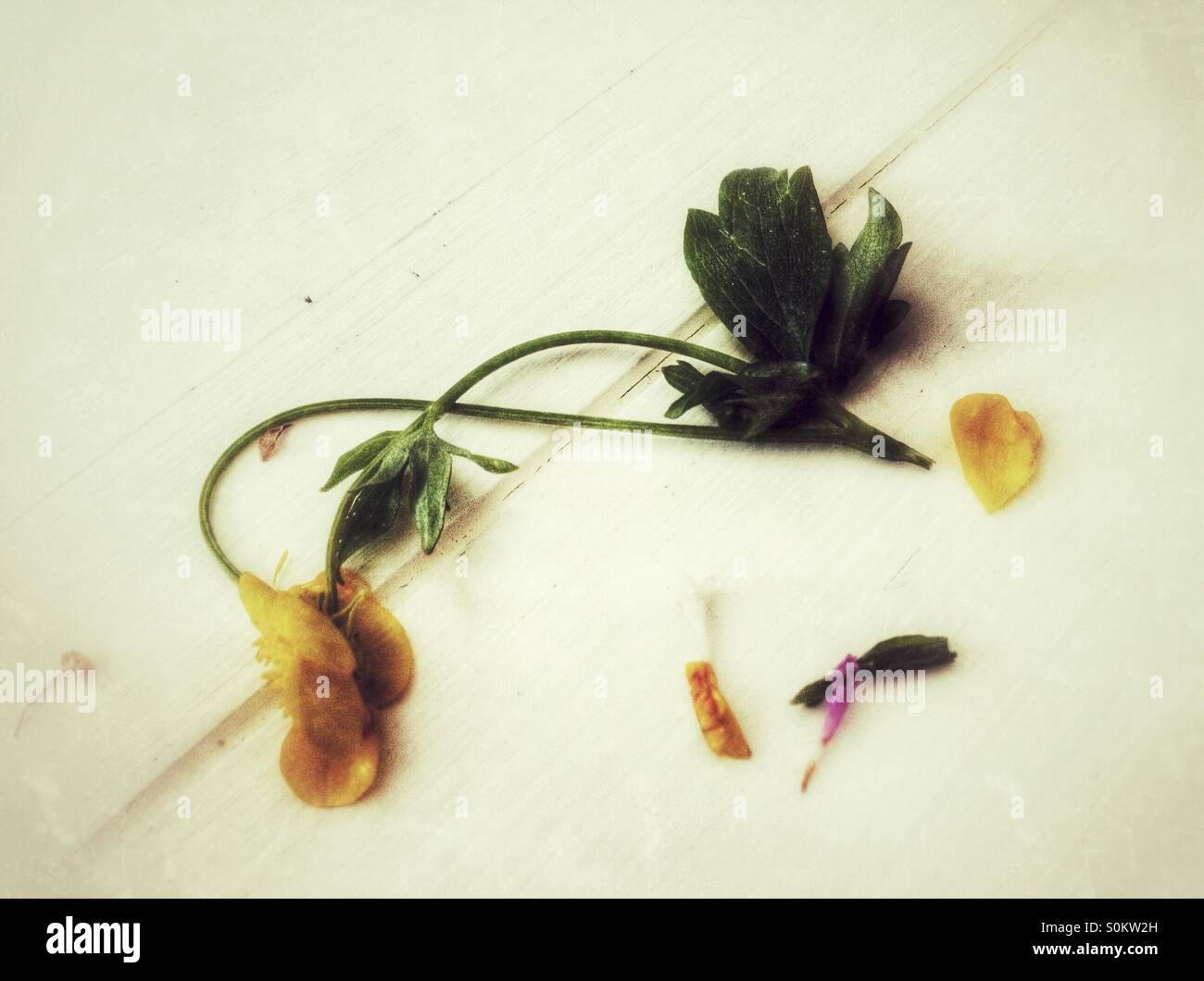 Broken flower on table hi-res stock photography and images - Alamy