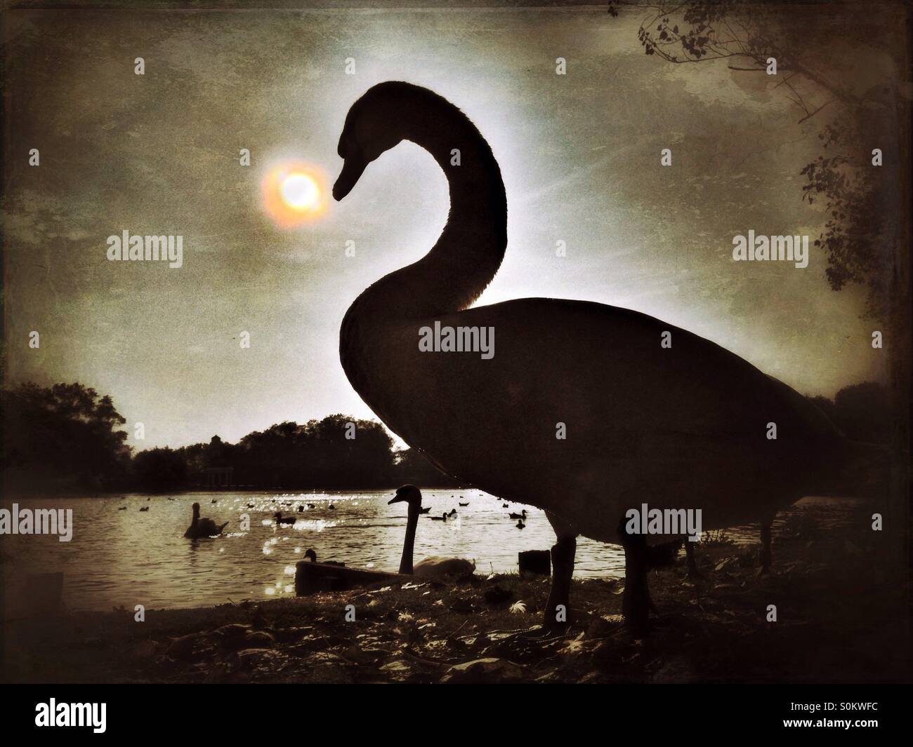 Swans Curving Neck High Resolution Stock Photography and Images - Alamy