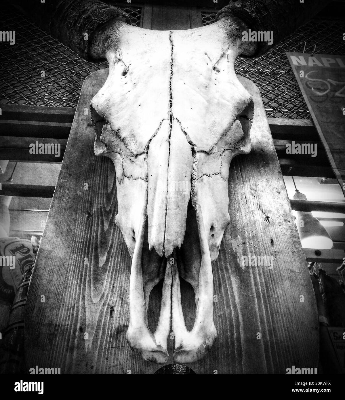 Skull bull cow animal on Black and White Stock Photos & Images - Alamy