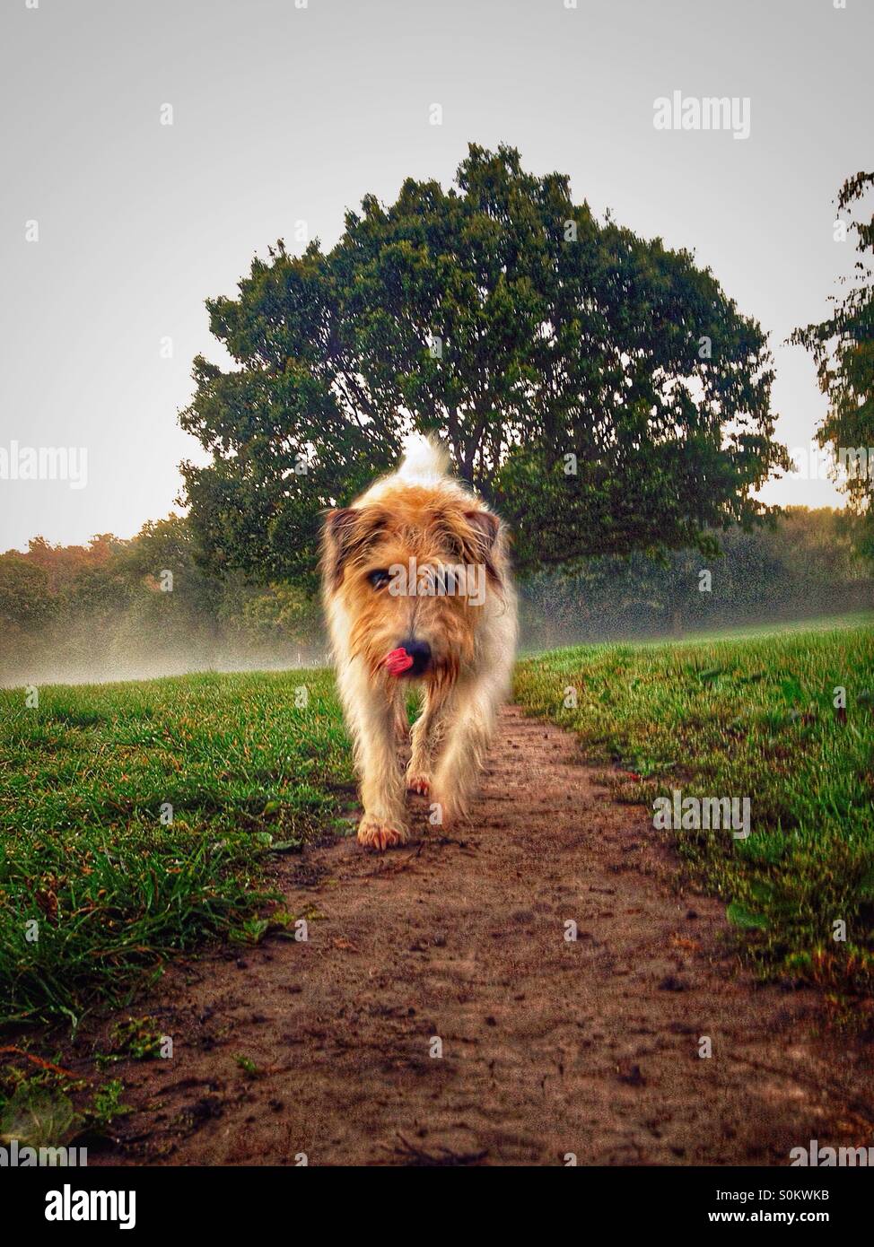 Dog on a path walking to camera Stock Photo - Alamy