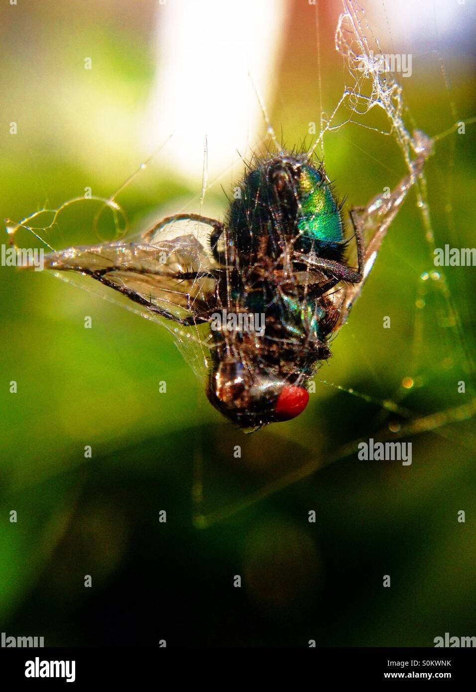 Spiders prey wrapped in a web Stock Photo - Alamy