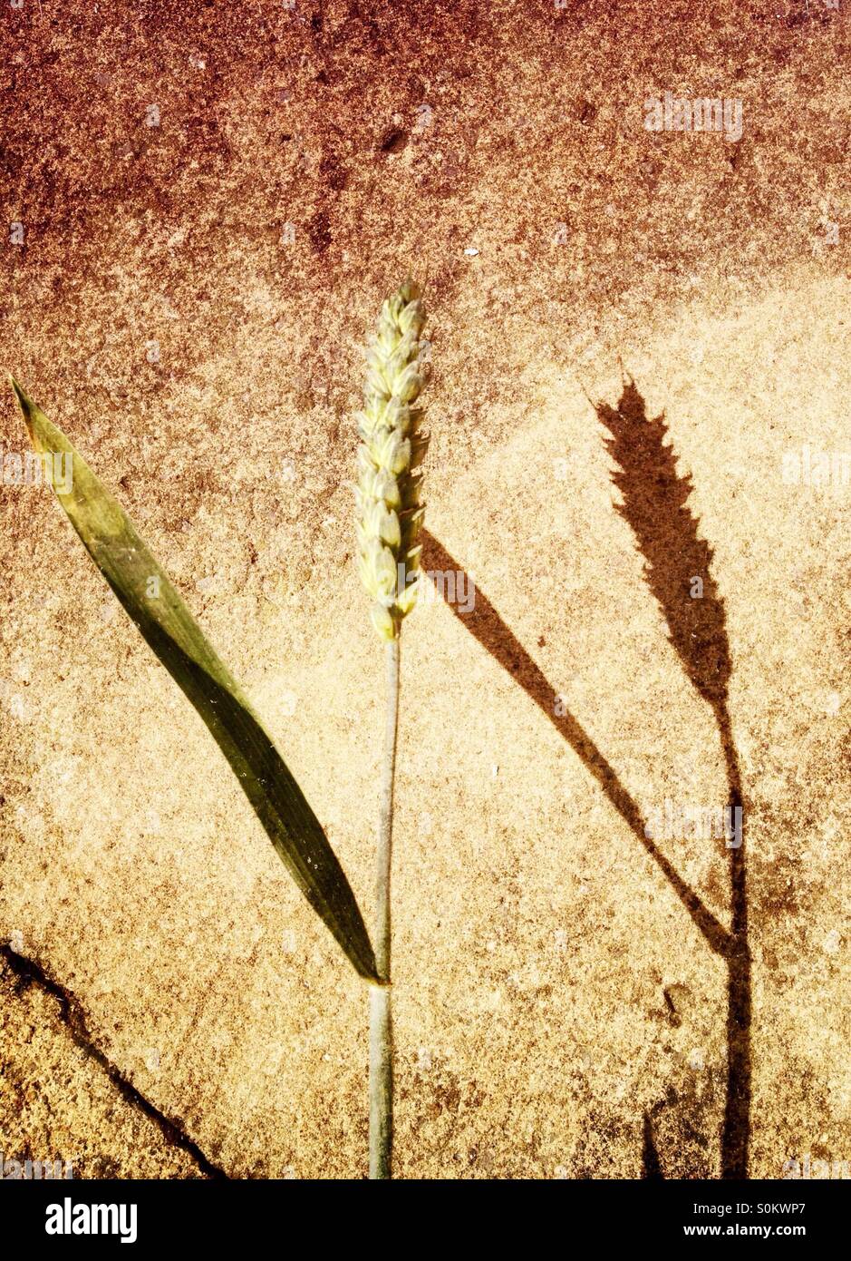 Stem of wheat Stock Photo - Alamy