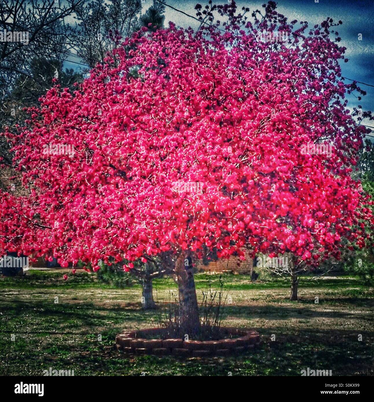 Crape myrtle tree hi-res stock photography and images - Alamy