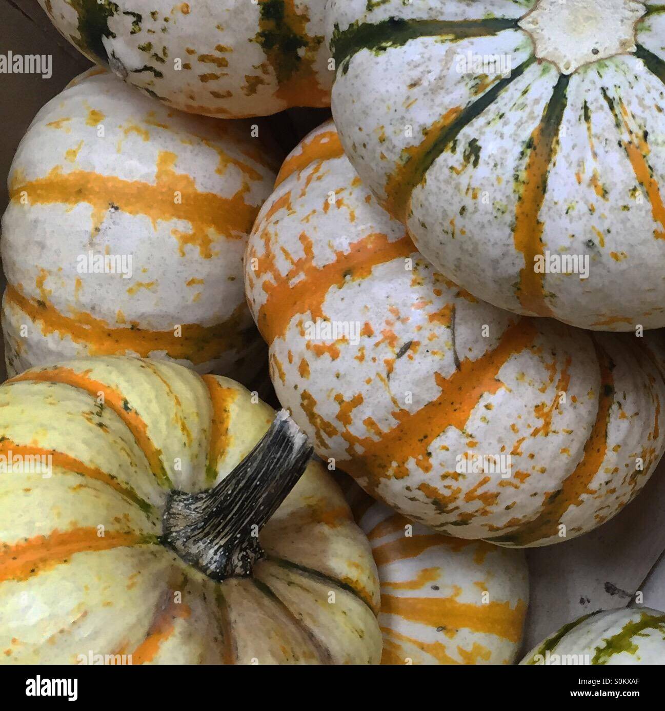 Tiger pumpkins hi-res stock photography and images - Alamy