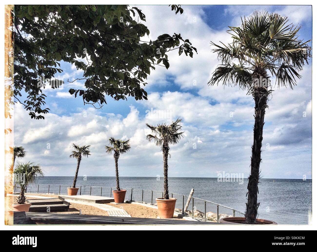 Trees on a beach hi-res stock photography and images - Alamy