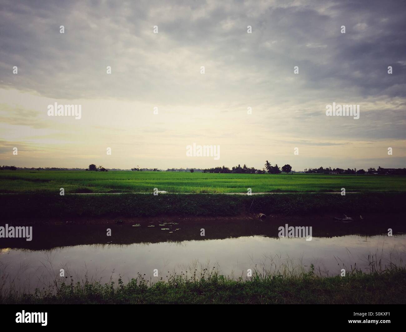 Paddy field view hi-res stock photography and images - Alamy