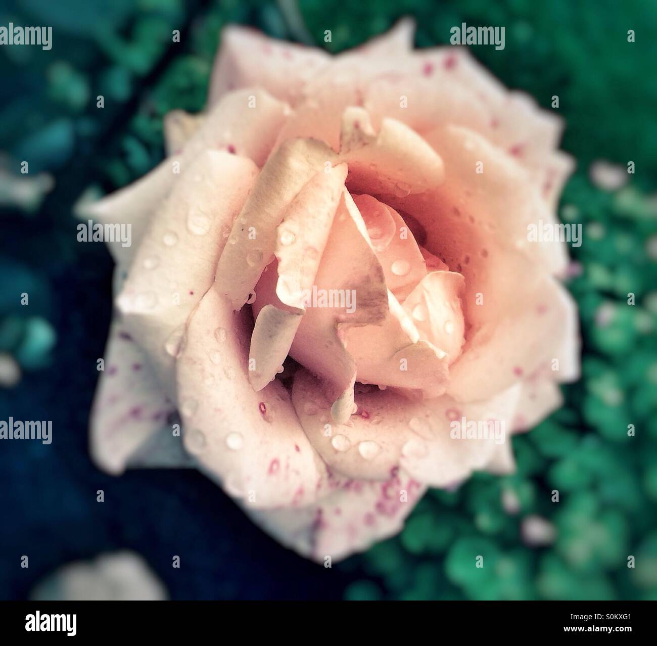 Garden raindrops hi-res stock photography and images - Alamy