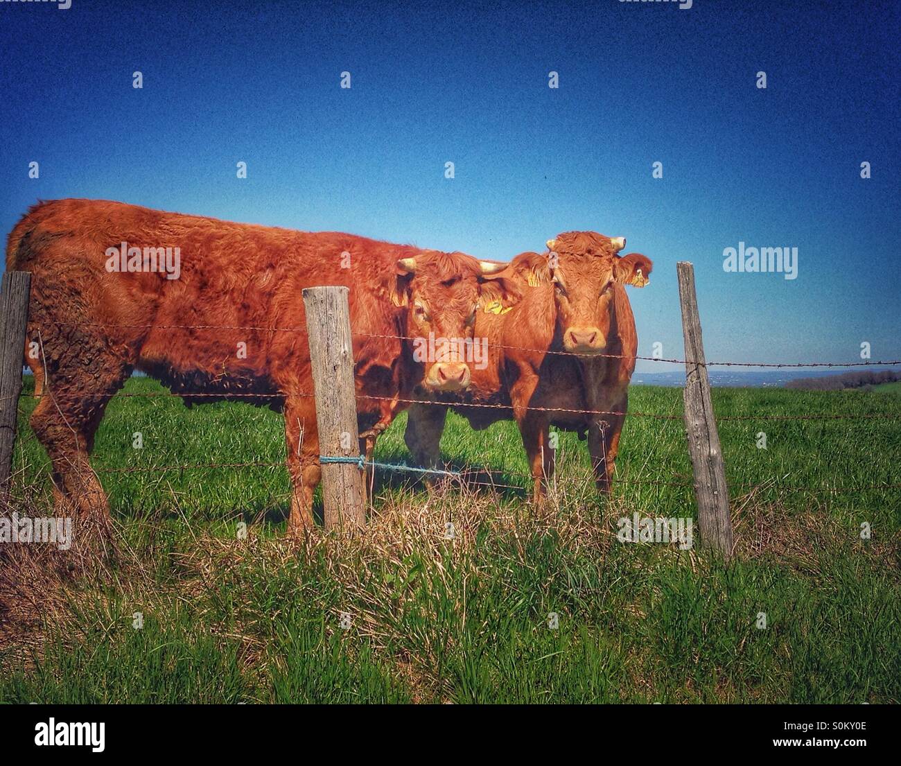 French cow High Resolution Stock Photography and Images - Alamy