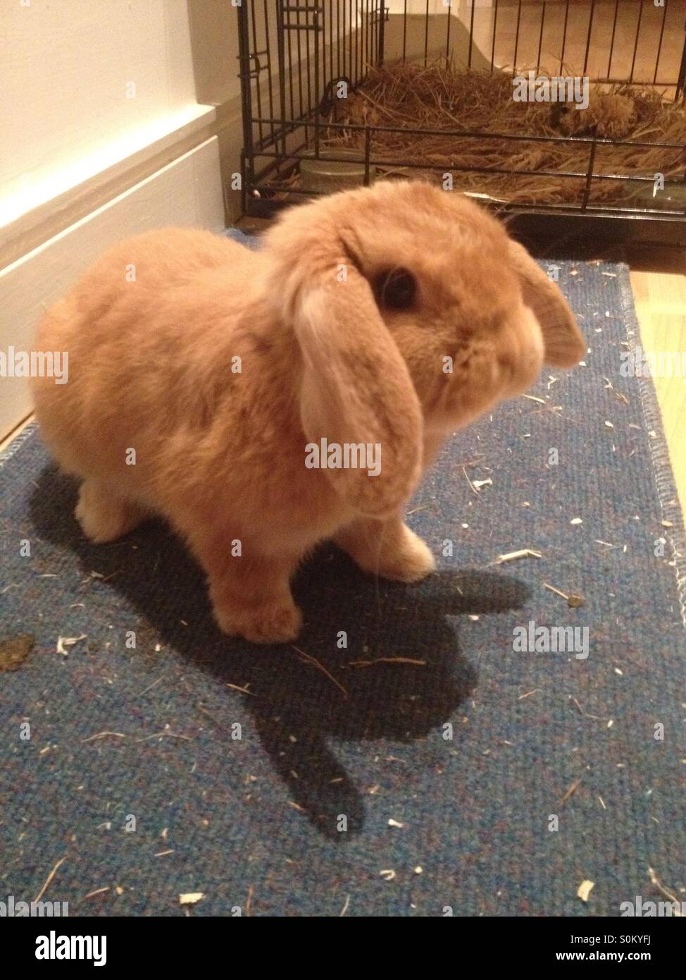 Baby bunny hi-res stock photography and images - Alamy