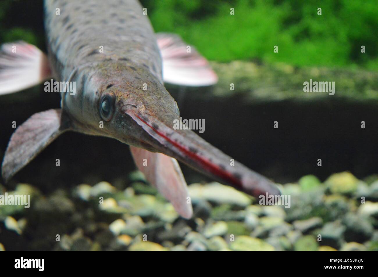Strange fish hi-res stock photography and images - Alamy