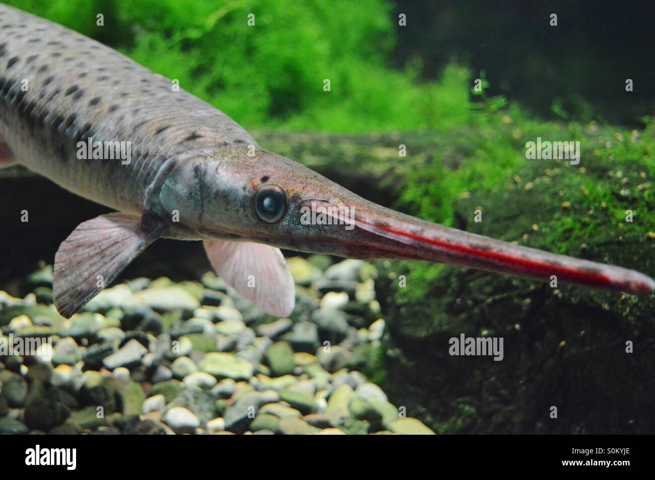 Strange marine fish hi-res stock photography and images - Alamy