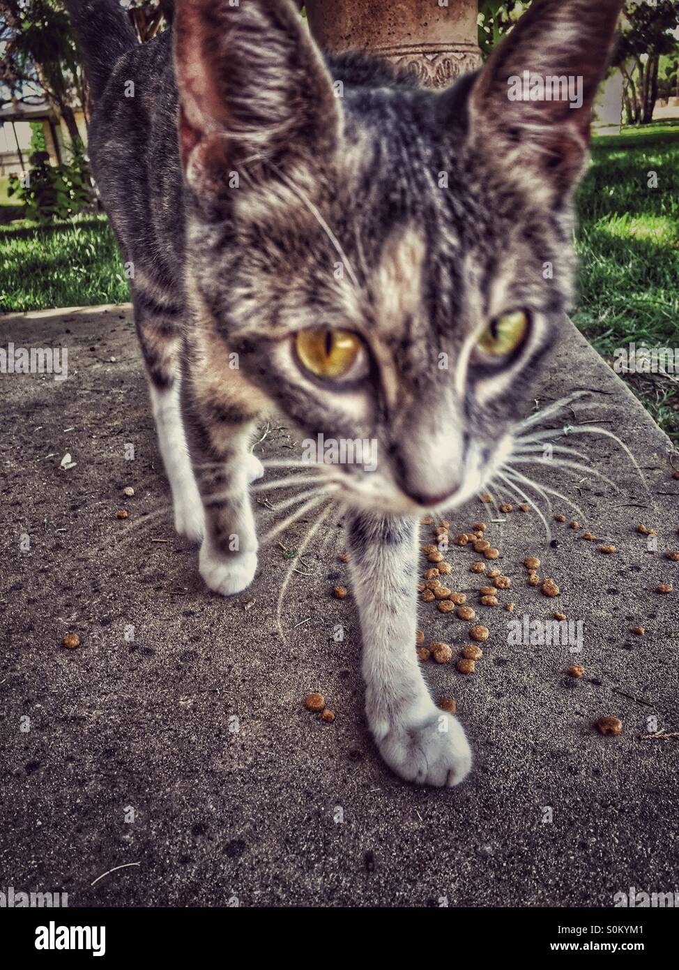 Close up of cat walking toward camera Stock Photo - Alamy