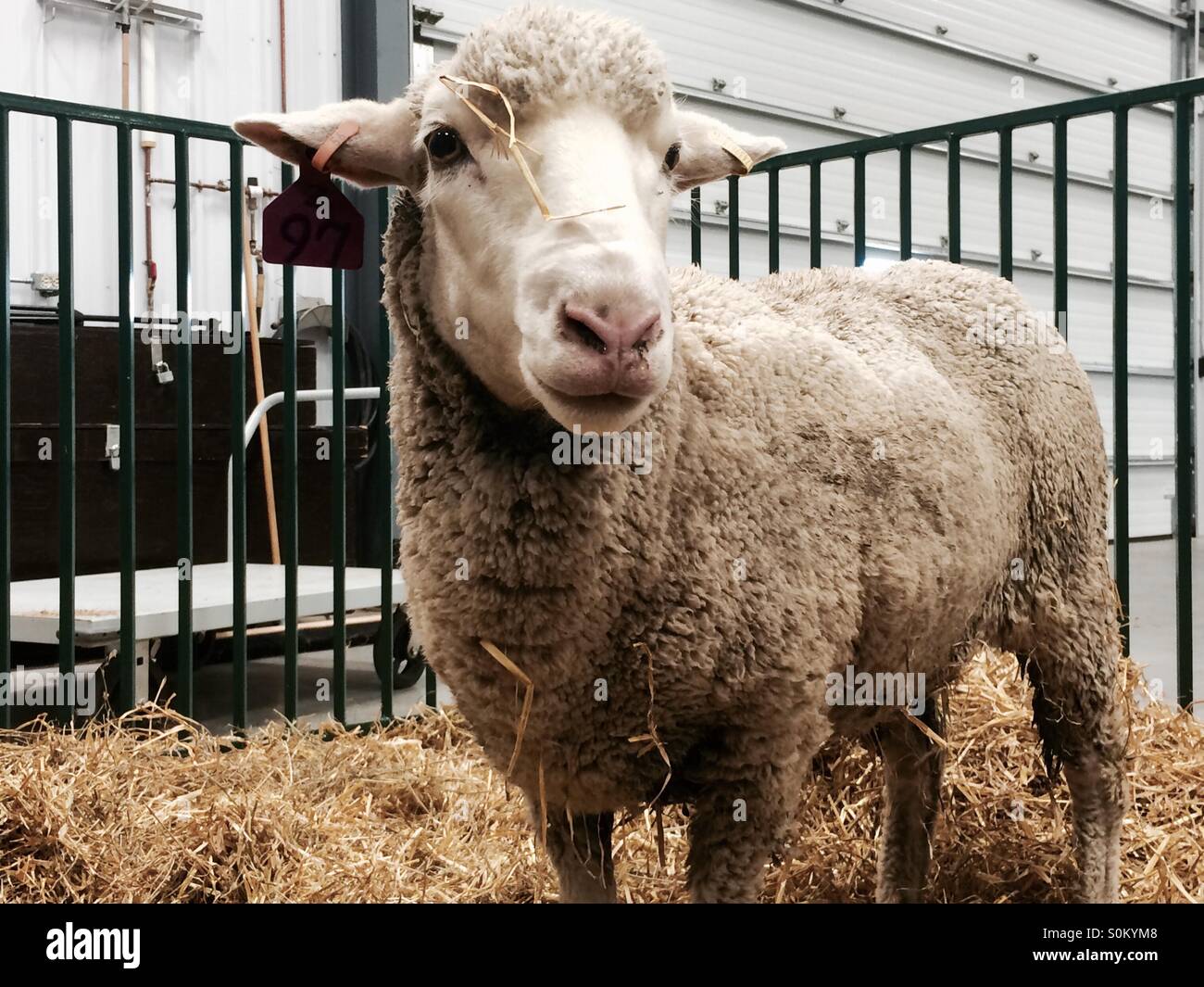Sheep with straw strands on its head Stock Photo - Alamy