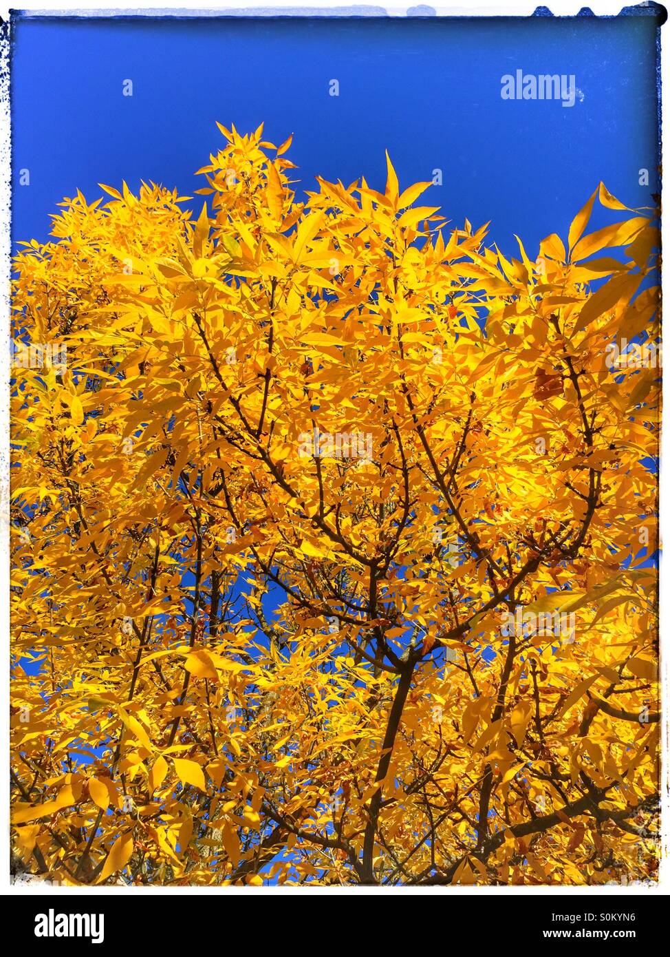 Yellow leaves blue sky hi-res stock photography and images - Alamy