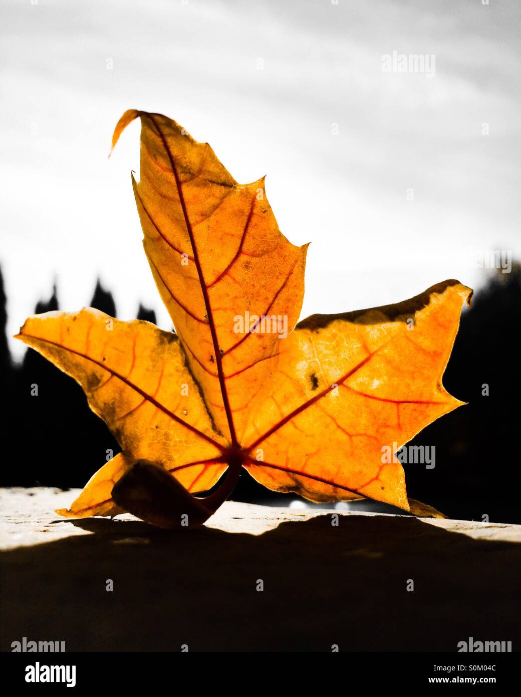 Dramatic leaf hi-res stock photography and images - Alamy