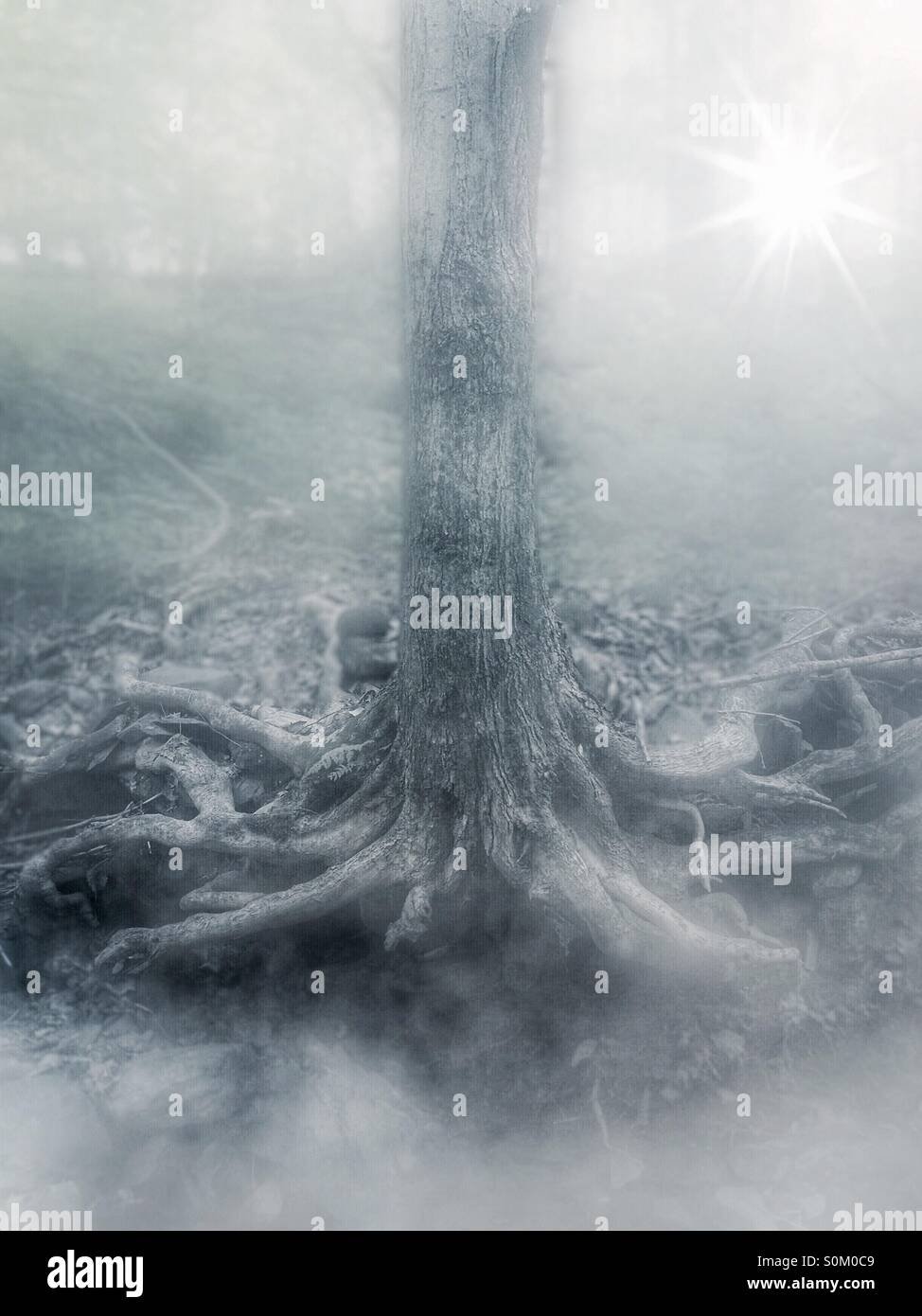 Mist surrounded tree hi-res stock photography and images - Alamy