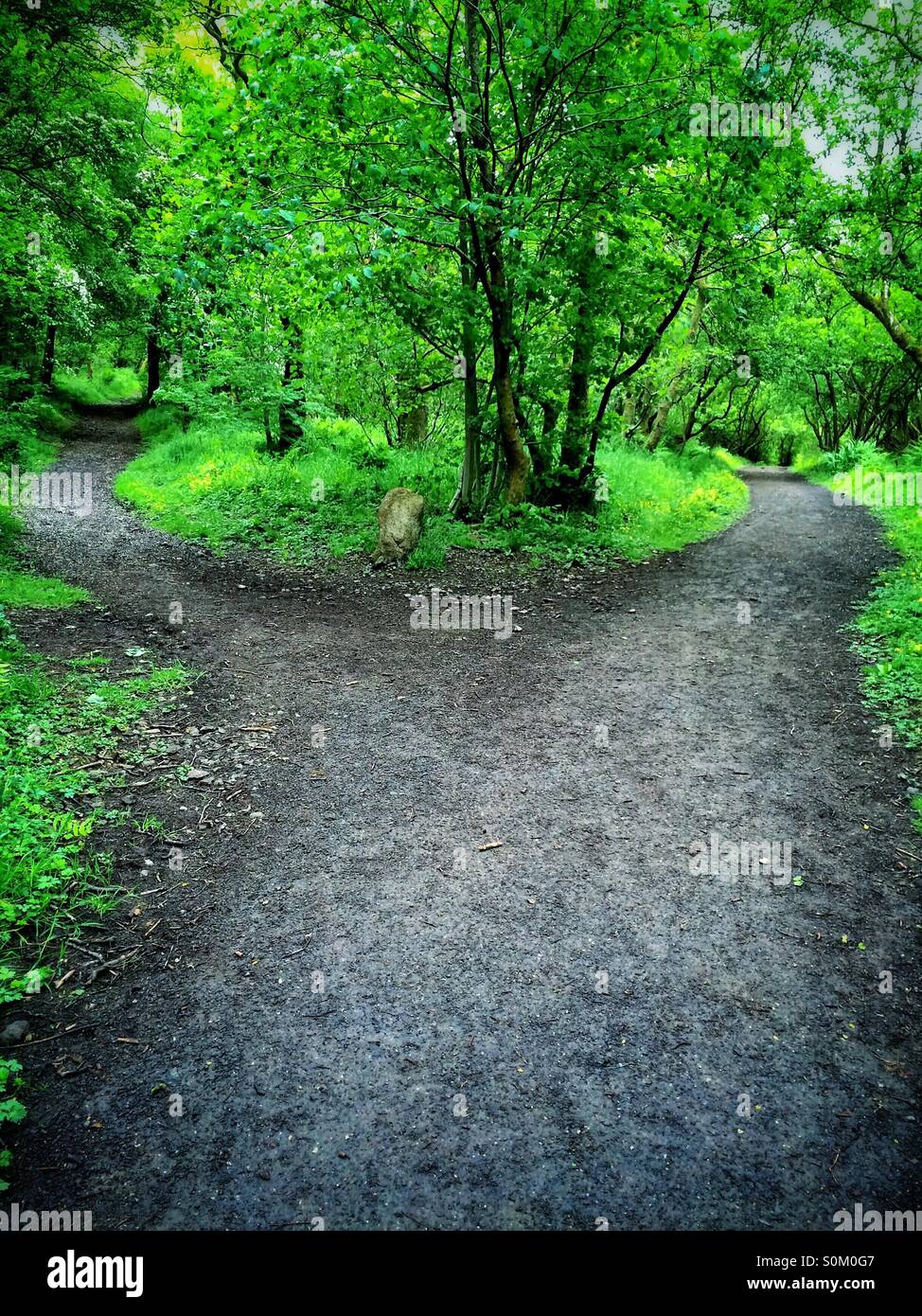 A fork in a path in woodland Stock Photo - Alamy