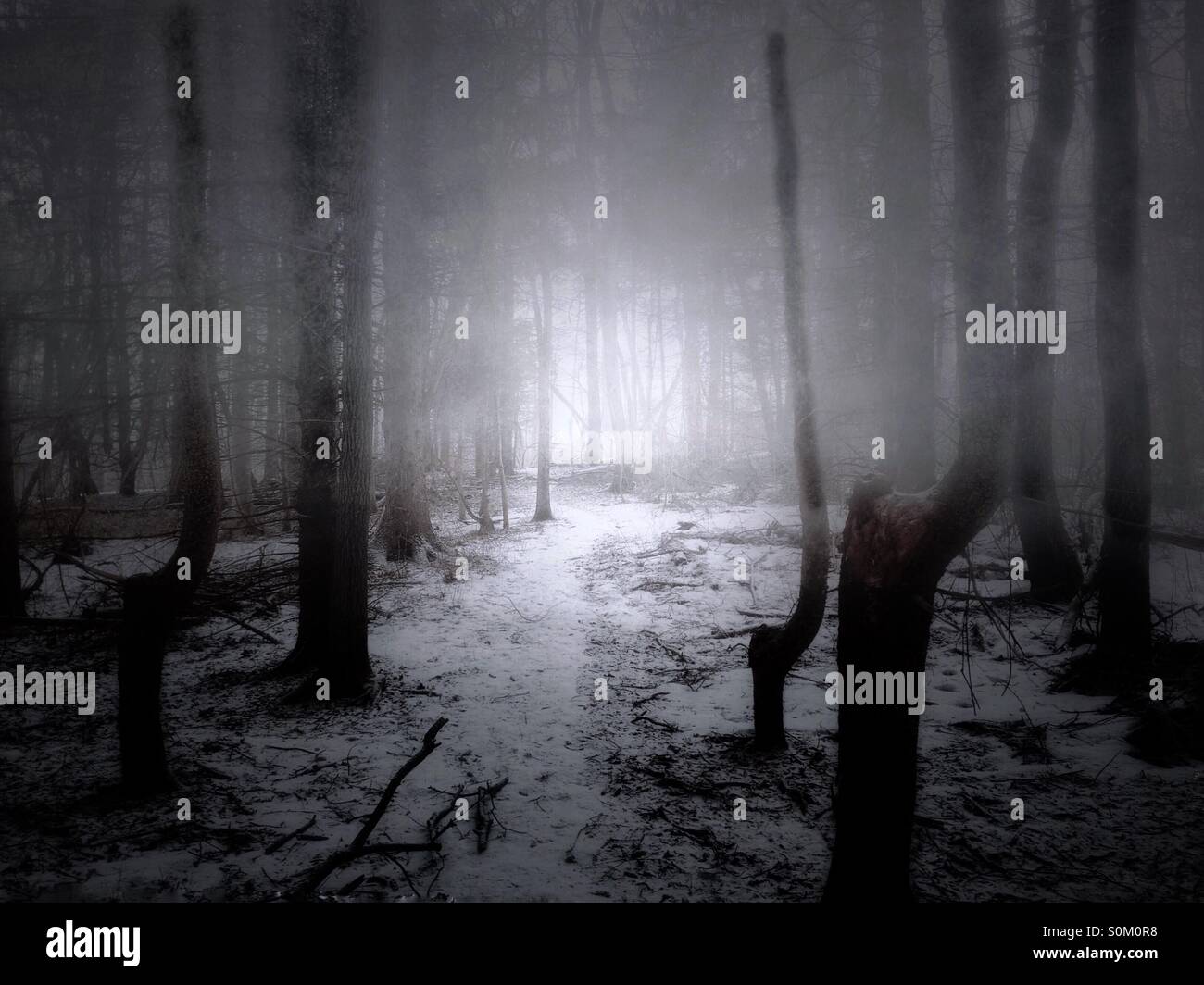 Haunting forest hi-res stock photography and images - Alamy
